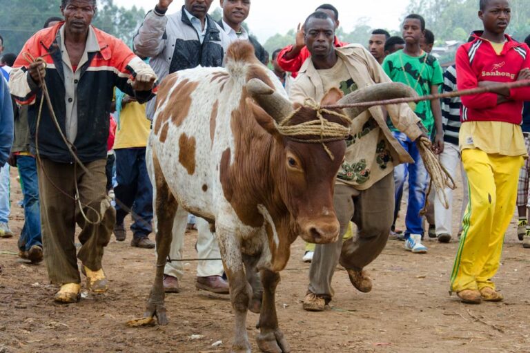 Bullfighting in Eastern Uganda - Bududa’s Thrilling Gem - Nymy Net